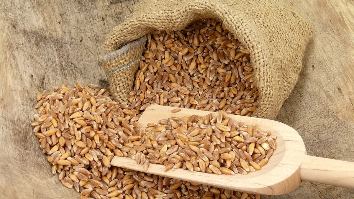 Now milled in Arva! Whole Emmer Flour – Online Arva Flour Mill