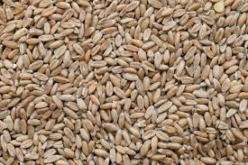 Organic Spelt Kernels 800g – Online Arva Flour Mill